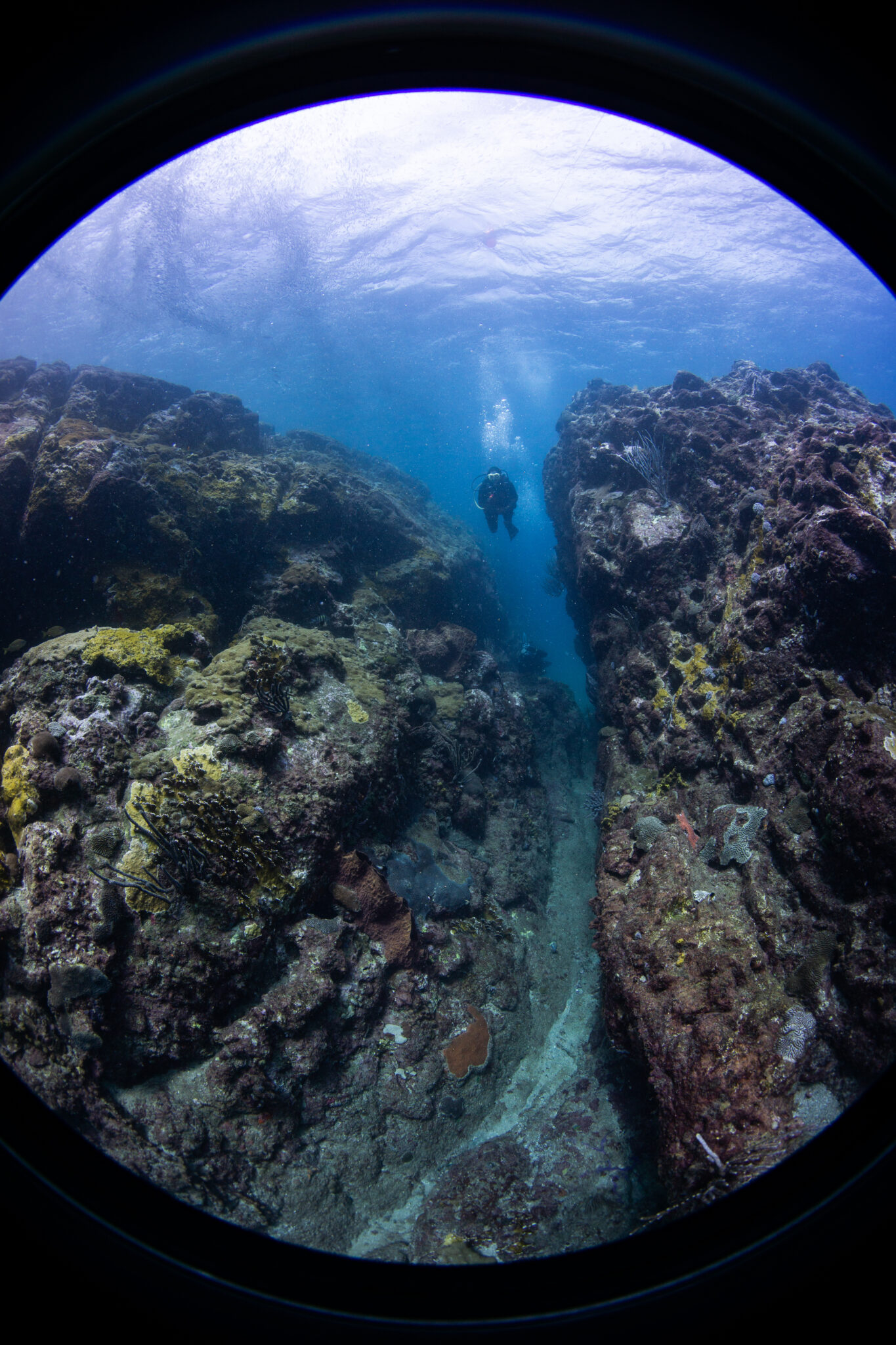 World Environment Day 2019: Coral Reefs of Southwest Tobago, then and ...