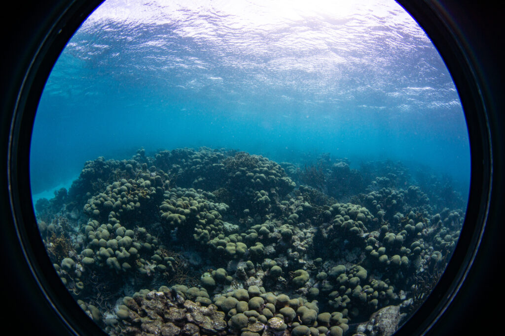 World Environment Day 2019: Coral Reefs of Southwest Tobago, then and ...